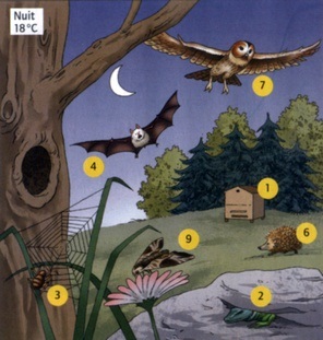 Les animaux nocturnes | Les rendez-vous de Fenouillet